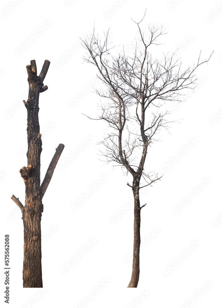 PNG death tree with removed original background for easy to drag and ...