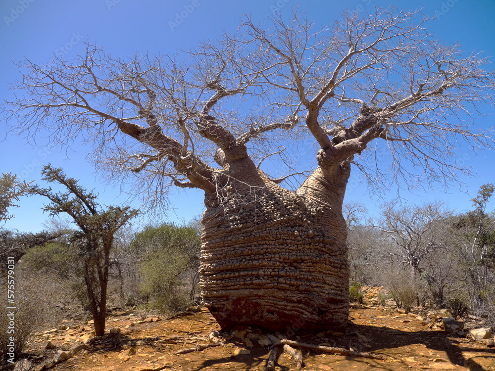 Baobab, Adansonia rubrostipa, has a massive trunk, it is a reservoir of ...