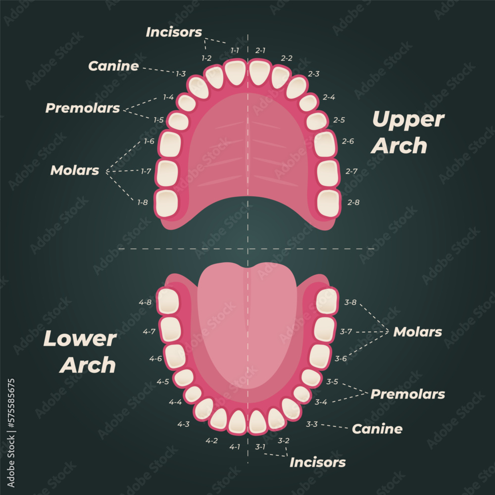 Medical dental diagram illustration. Orthodontist human tooth anatomy. Vector infographics with ...