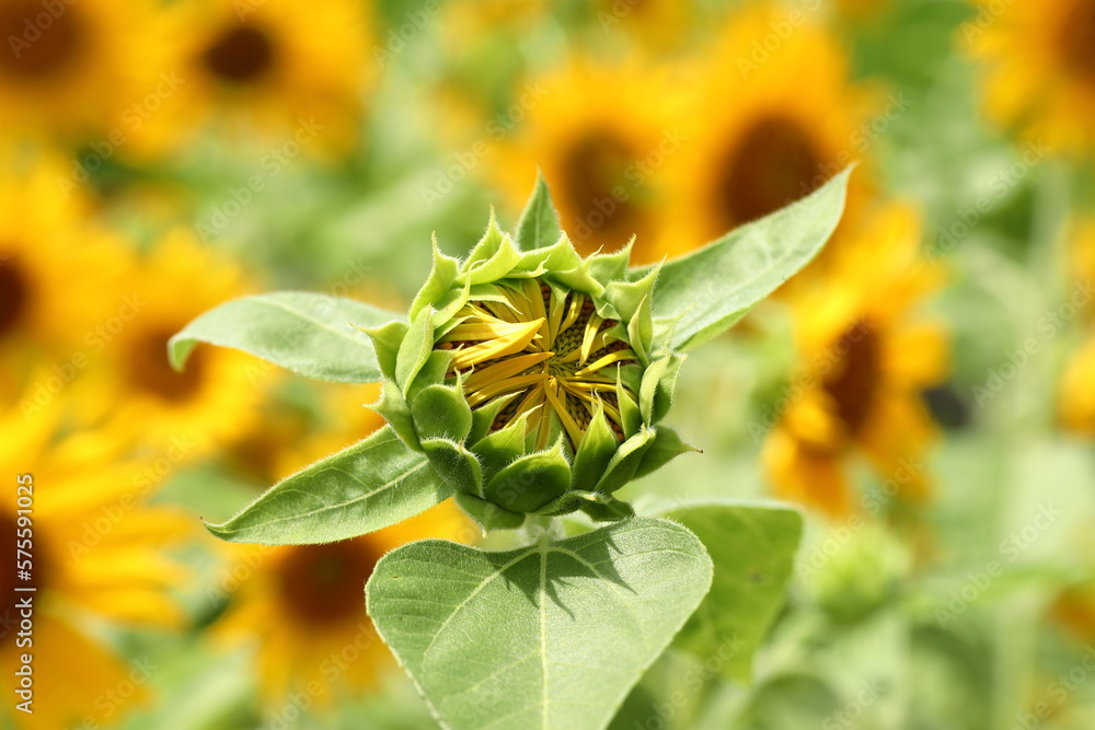 Sunflowers are usually tall annual or perennial plants that grow to a ...