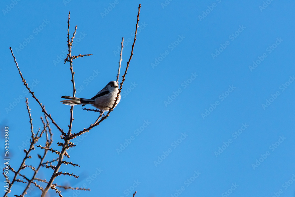 Closeup of a long-tailed tit or long-tailed bushtit, Aegithalos ...