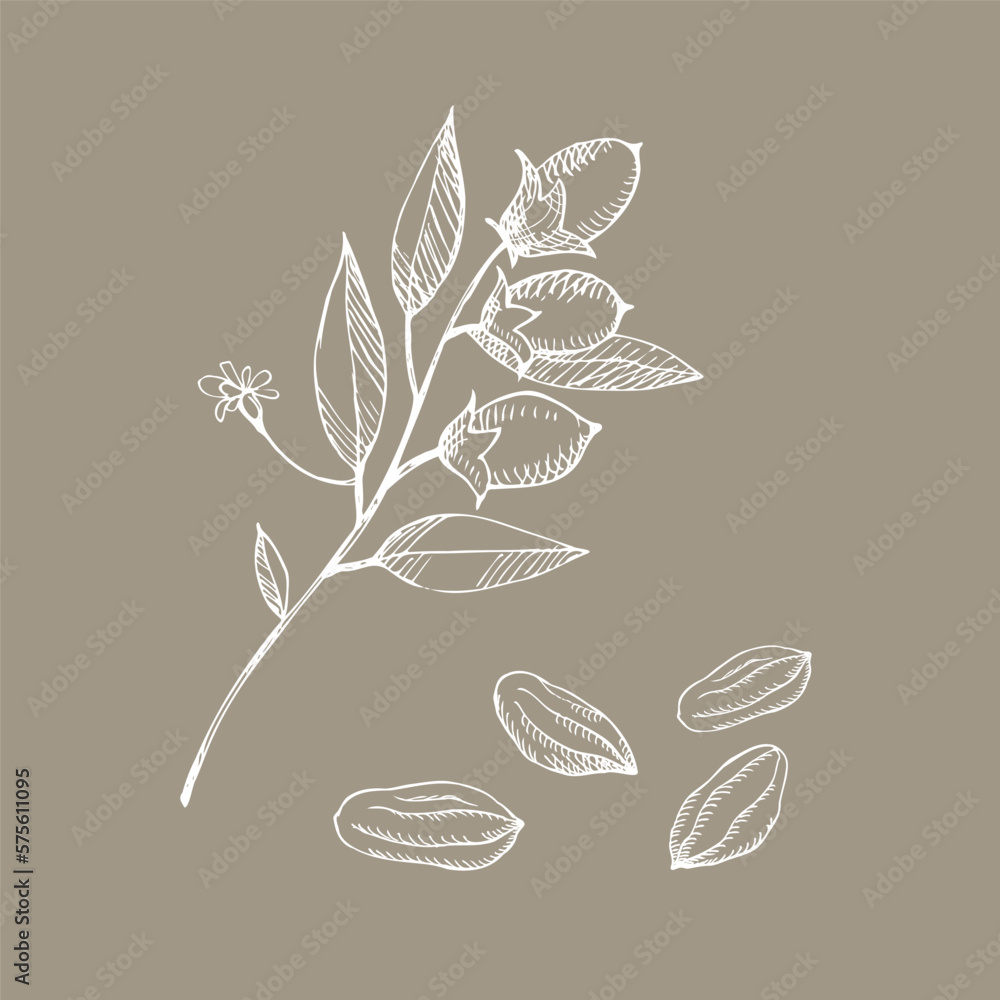 Cocoa set. Hand drawn sketch Cocoa beans, leaves sketch and Cocoa tree ... Cocoa set. Hand drawn sketch Cocoa beans, leaves sketch and Cocoa tree ...