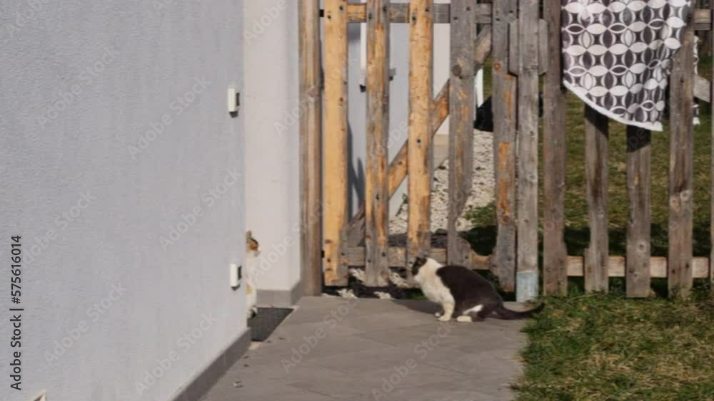 Female domestic cat, Felis Catus, in heat trapped by male cat trying to ...