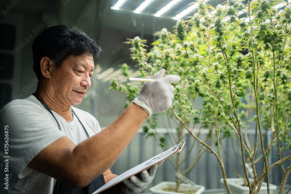 Cannabis farmer cutting cannabis plant in curative indoor cannabis farm ...