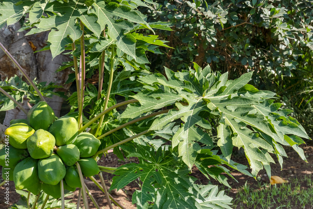 Healthy looking papaya tree, also known as carica papaya, with large ...