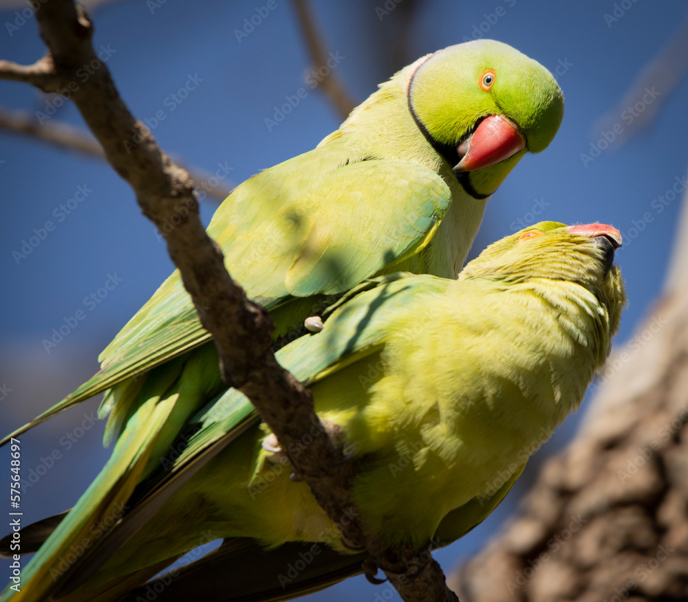 Kramer's Parakeets mating in Parque de Maria Luisa Seville Stock Photo ...