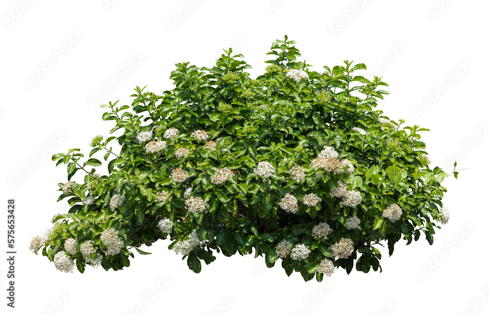 Shrub Flowers White Background