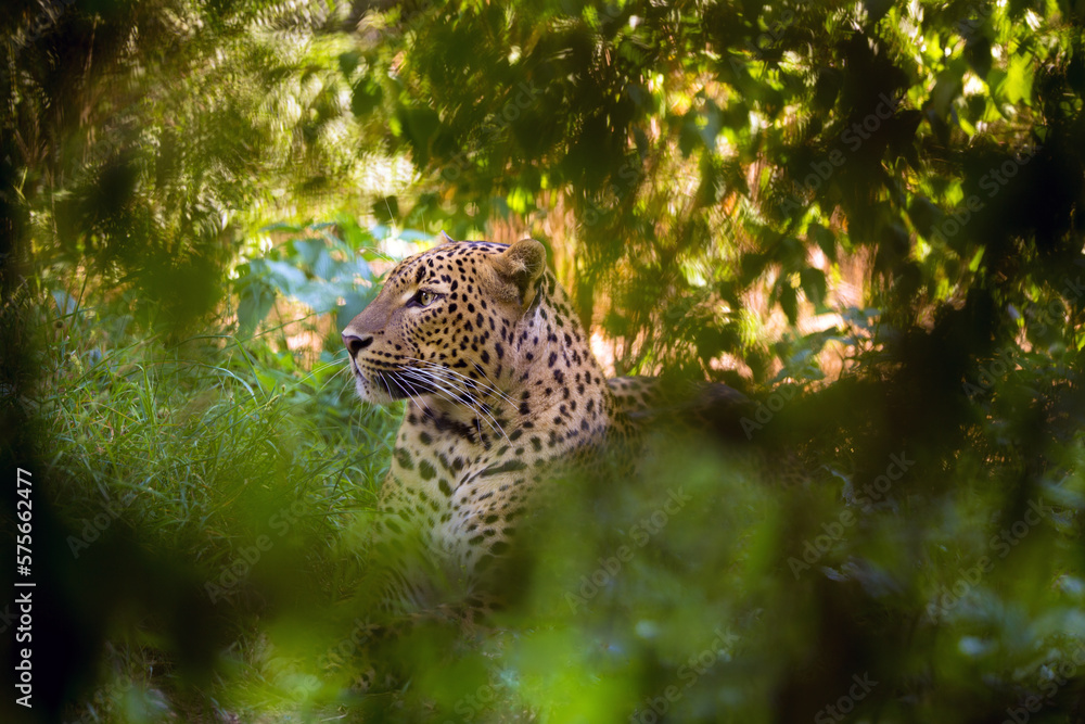 Ceylon leopard hidden in dense vegetation in Yala National Park on a ...