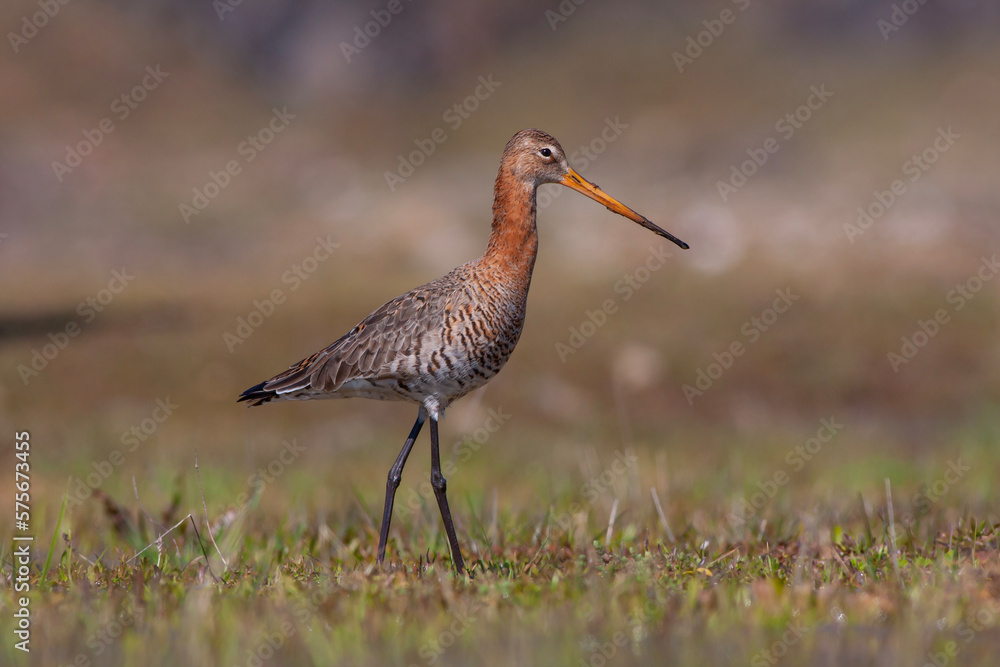bird watching on the grass, Black-tailed Godwit, Limosa limosa Stock ...