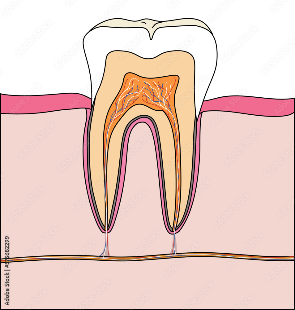 Parts of human tooth. Scheme of structure of tooth (molar) in cross ...