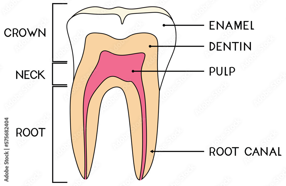 Parts of human tooth. Scheme of structure of tooth (molar) in cross ...