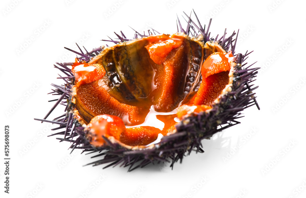 Sea Urchin with caviar close-up, isolated on white background. One ...