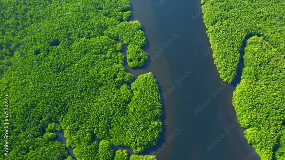 Mangrove forests play a crucial role in producing oxygen and ...