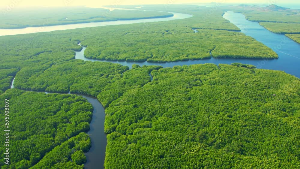 Mangrove forest along a winding river is a magnificent sight to behold ...