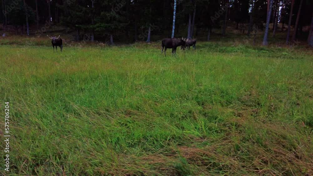 Three european bull moose with antlers stand at the edge of the forest ...
