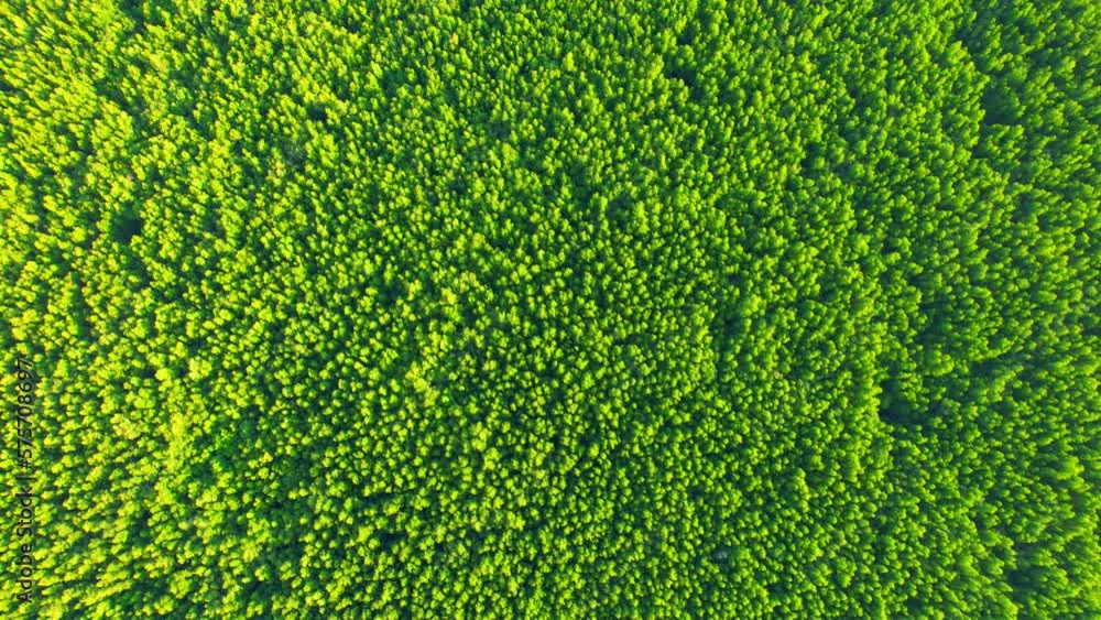 Drone captures lush mangrove forest from above dense tangle of roots ...