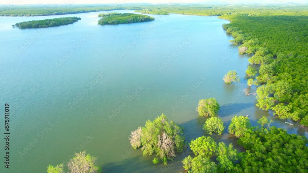 Mangrove forests Island is a stunning natural wonder captured by a ...