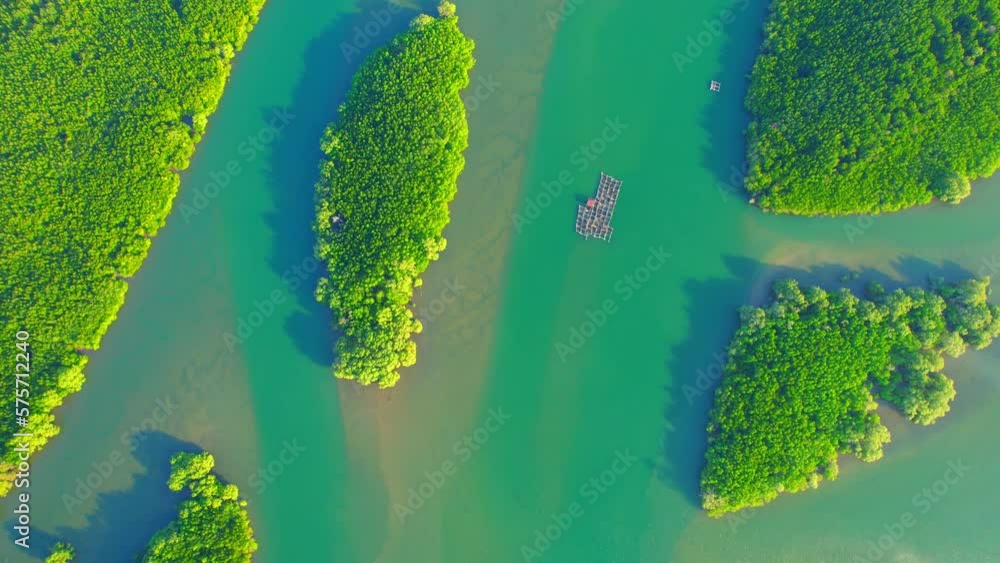 Mangrove forests island is a stunning natural paradise. Its vast ...