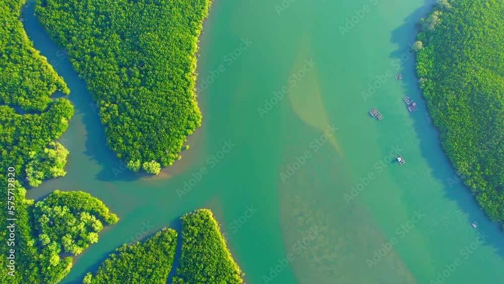 Stockvideo Mangrove forests Island. unique ecosystem offers a glimpse ...