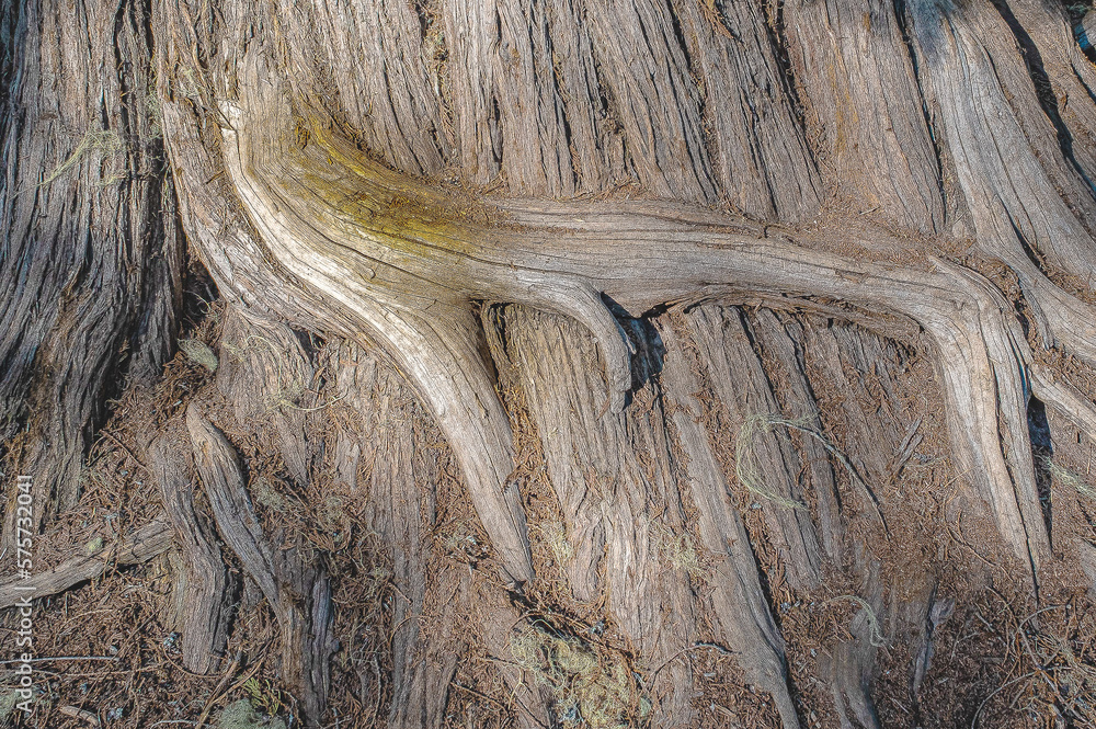Abstract of cedar bark portrays patterns and texture for background ...