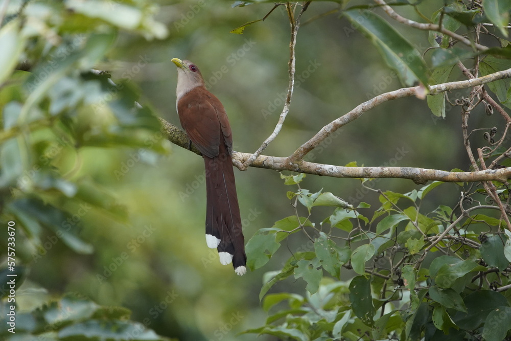 The squirrel cuckoo (Piaya cayana) is a large and active species of ...
