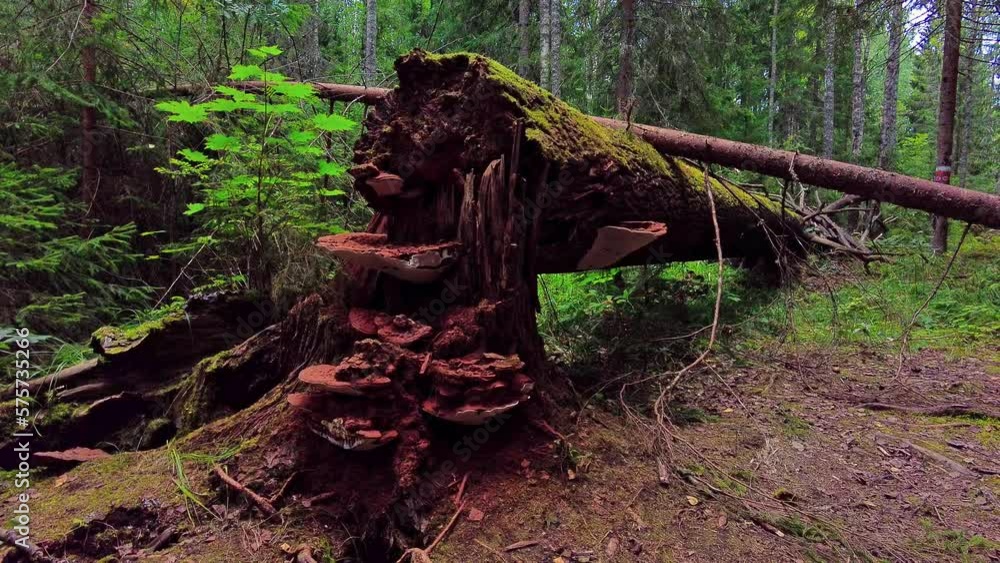 Fallen tree is rotting in the middle of the forest. Log covered with ...