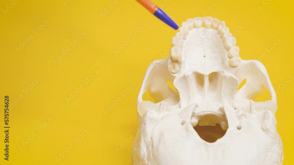 Human skull the structure of the bone of the head is a medical layout ...