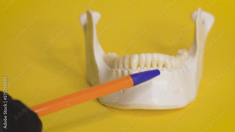 jaw lower of human with teeth, medical layout chewing system, one ...