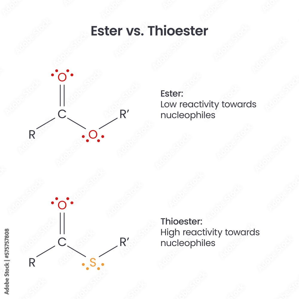 Ester versus Thioester biochemistry functional groups vector ... Ester versus Thioester biochemistry functional groups vector ...