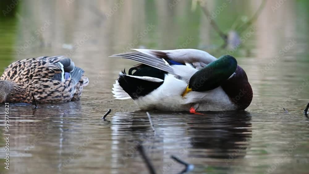Beautiful couple of Mallard ducks (Anas platyrhynchos) with the male ...