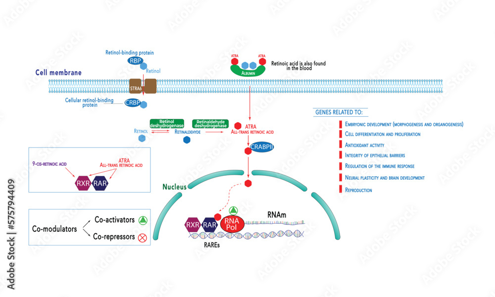 Fototapeta mapa świata dla dzieci Retinoid acid (ATRA) signaling - RAR ...