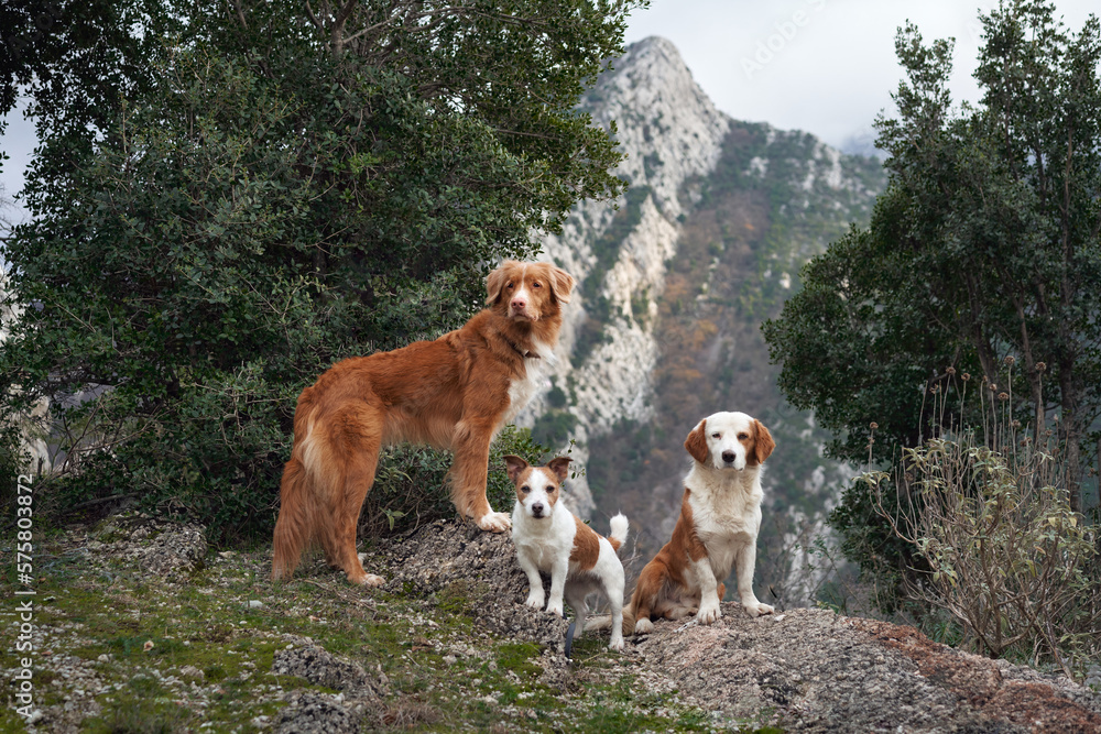 three red-white dogs against the backdrop of mountains in the park. Pet ...