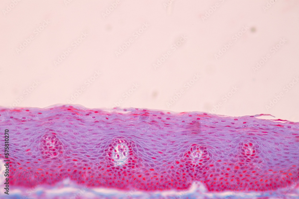 Adipose tissue human, Soft palate human, Bone human and Striated ...
