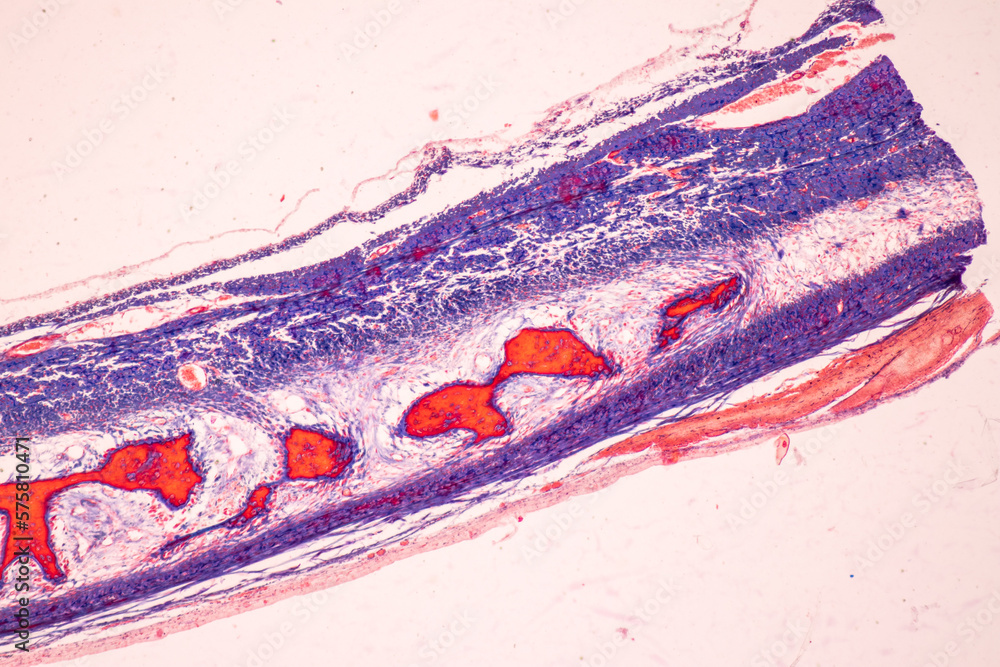 Adipose tissue human, Soft palate human, Bone human and Striated ...