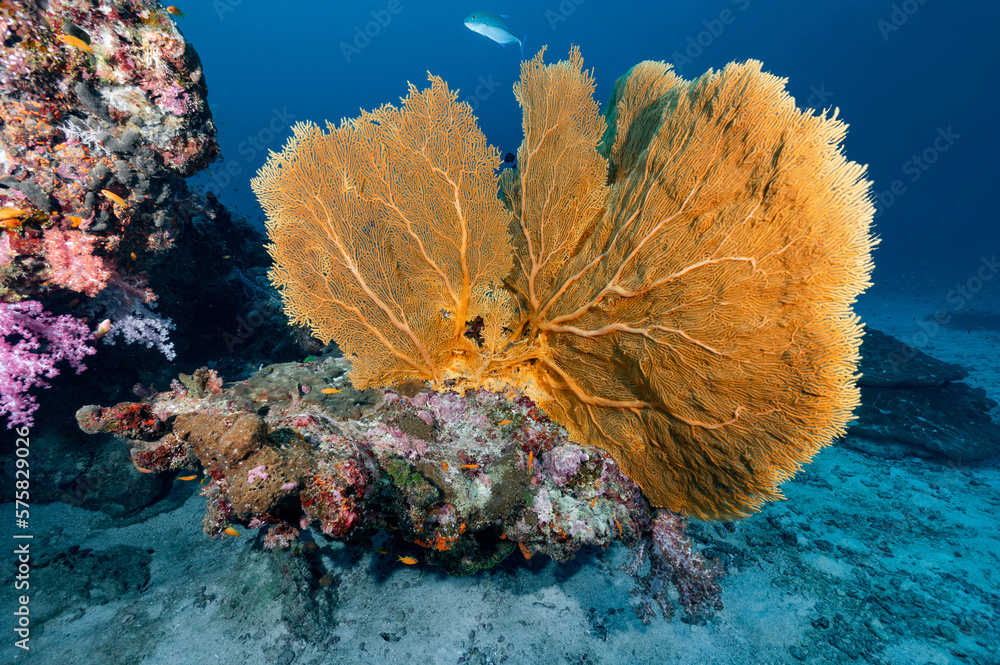 Giant Branching Gorgonian Sea Fan coral (Seafan) with colorful coral ...