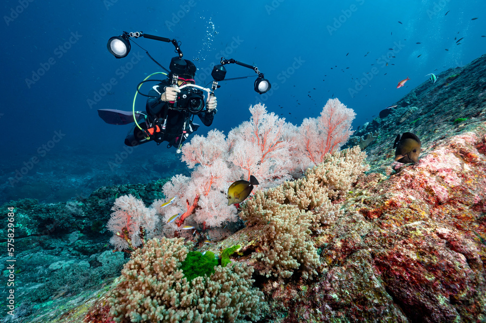 Male Scuba diver with camera taking a photo of Pink Gorgonian Sea Fan ...