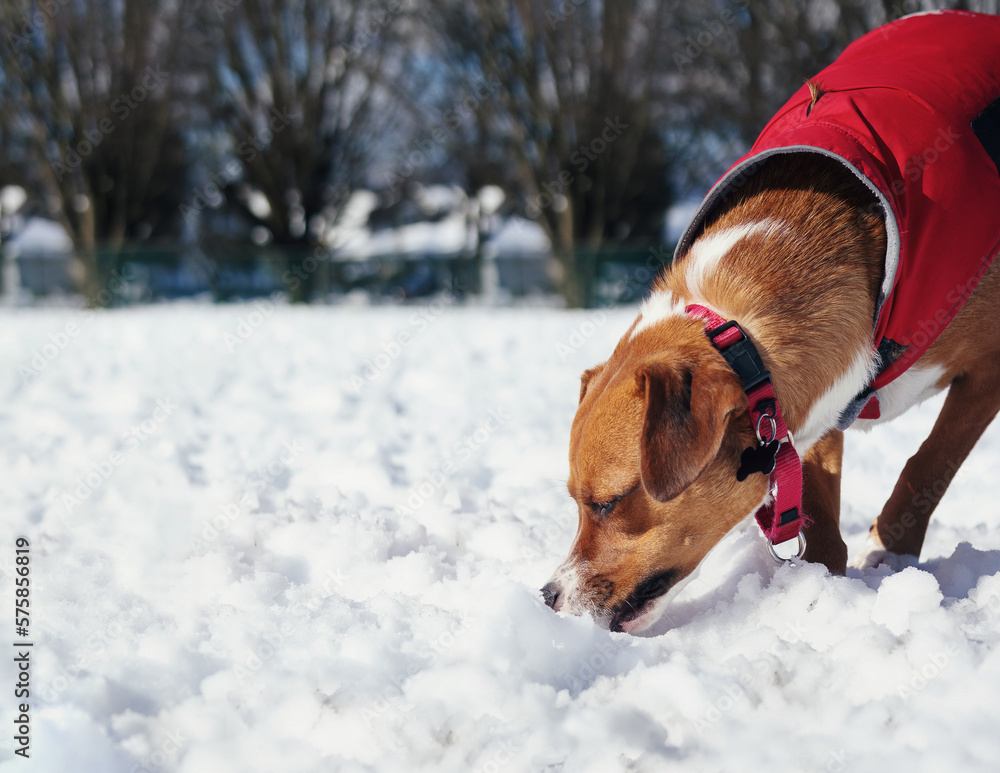Dog eating snow on sunny winter day in off-leash dog park. Side profile ...