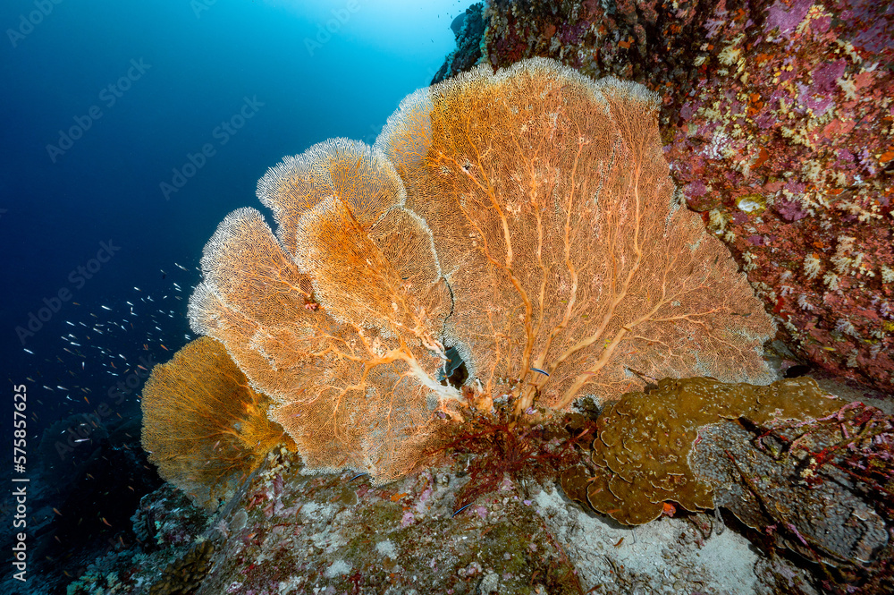 Giant Branching Gorgonian Sea Fan coral (Seafan) with colorful soft ...