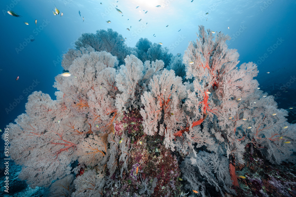 Giant Pink Branching Gorgonian Sea Fan coral (Seafan) with marine life ...