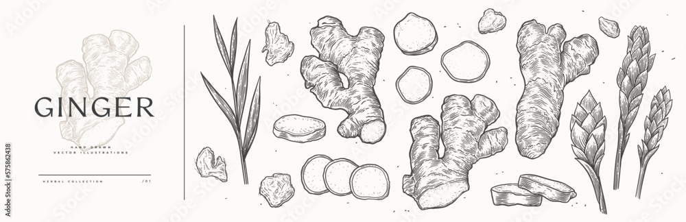Big set of ginger roots whole and sliced. Hand drawn leaves and flowers ...
