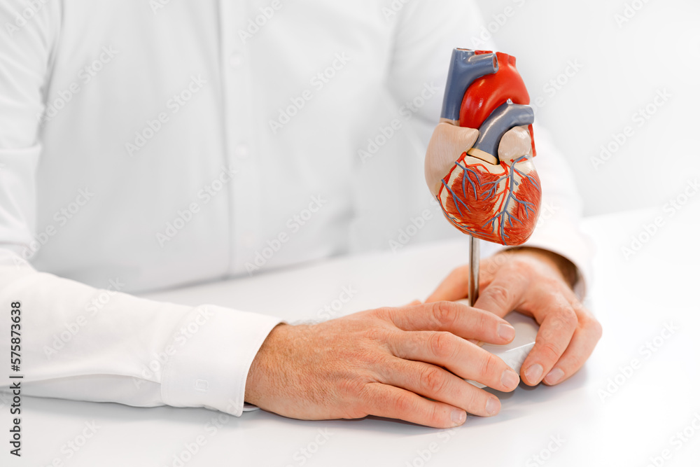 Anatomical model of the human heart in doctor's hands. Cardiological ...