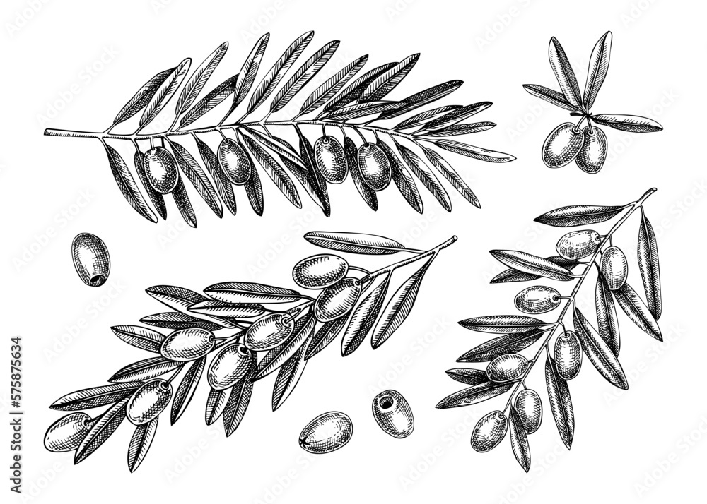 Hand drawn olive tree branches with leaves and fruit sketches ...