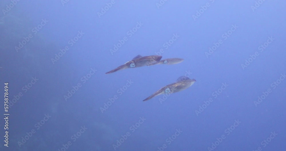 Squid in The Coral Reef of the Red Sea of Egypt, Squid are rapid ...