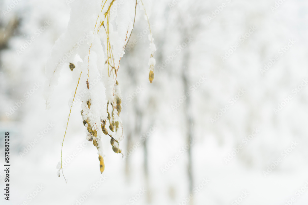 Acacia branches covered with snow. Southern, heat-loving plant freezes ...