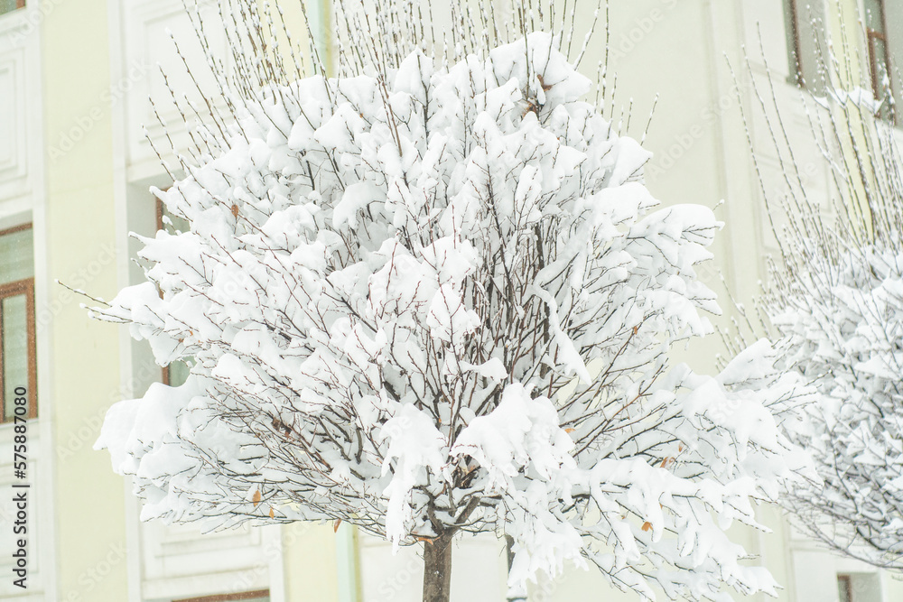Snow on the thin branches of a small tree. Winter landscape. Stock ...