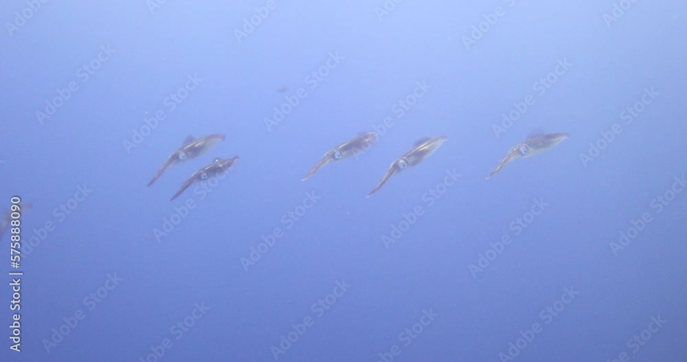 Squid in The Coral Reef of the Red Sea of Egypt, Squid are rapid ...