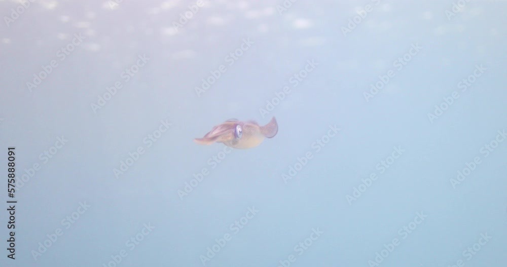 Squid in The Coral Reef of the Red Sea of Egypt, Squid are rapid ...