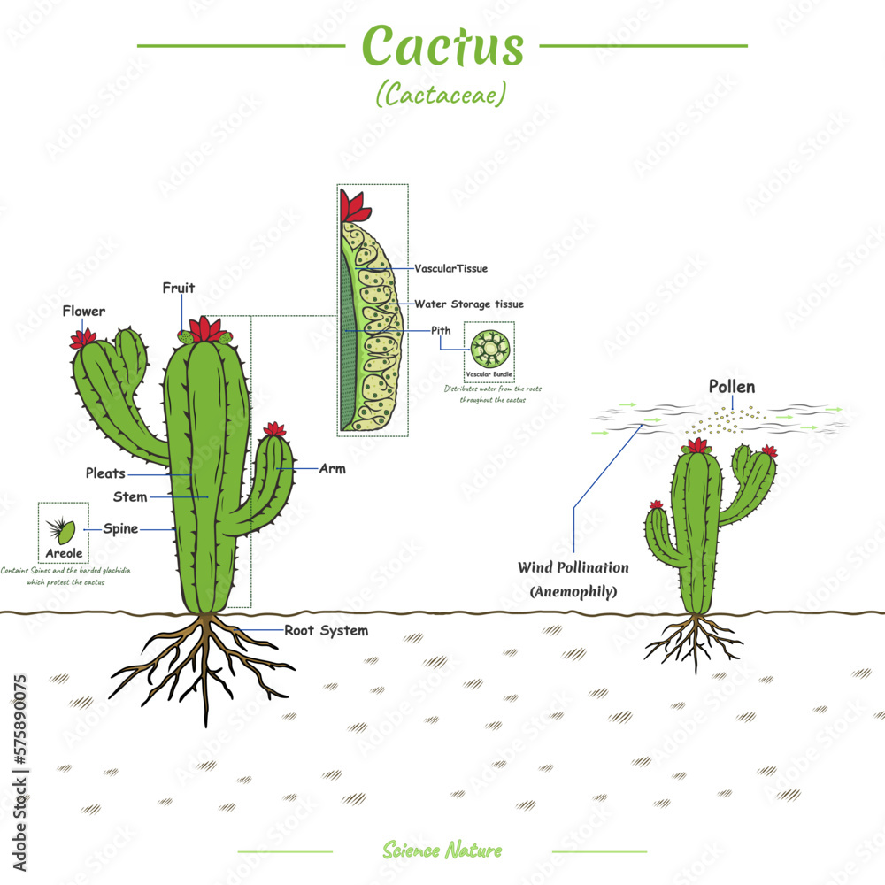Stockvector parts of a cactus and pollination process | Adobe Stock