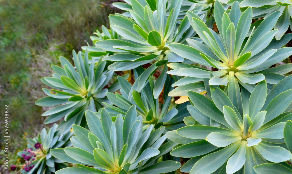 Euphorbia balsamifera or Tabaiba dulce plant native to Canary Islands ...