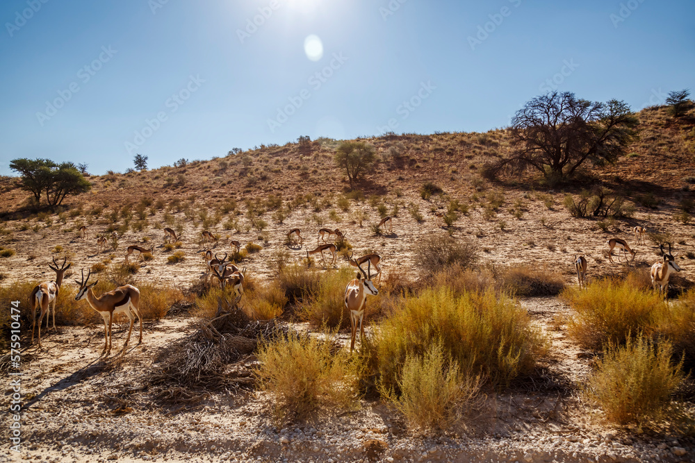 Springbok group in backlit wide angle view in Kgalagari transfrontier ...